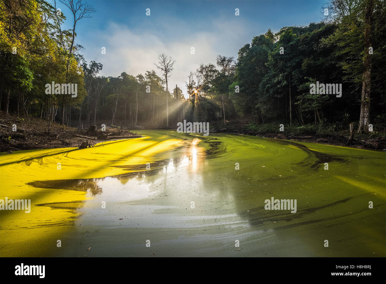 big swamp in the sunrise Stock Photo - Alamy