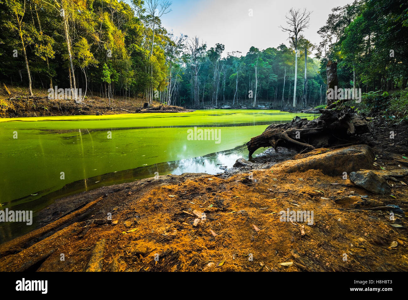 Swamp photography hi-res stock photography and images - Alamy