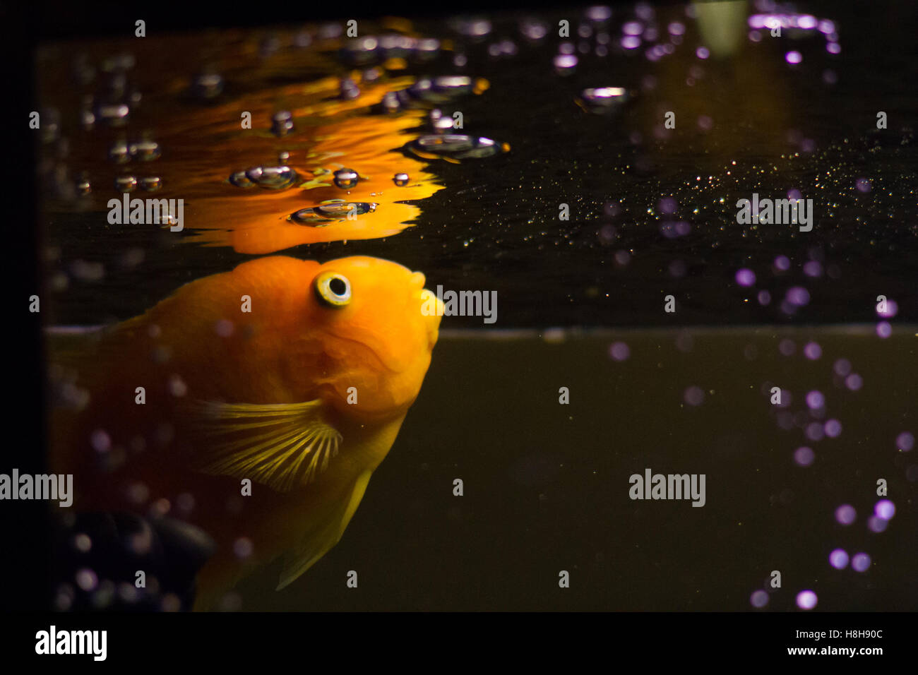 Yellow cichlid aquarium fish swimming Stock Photo - Alamy