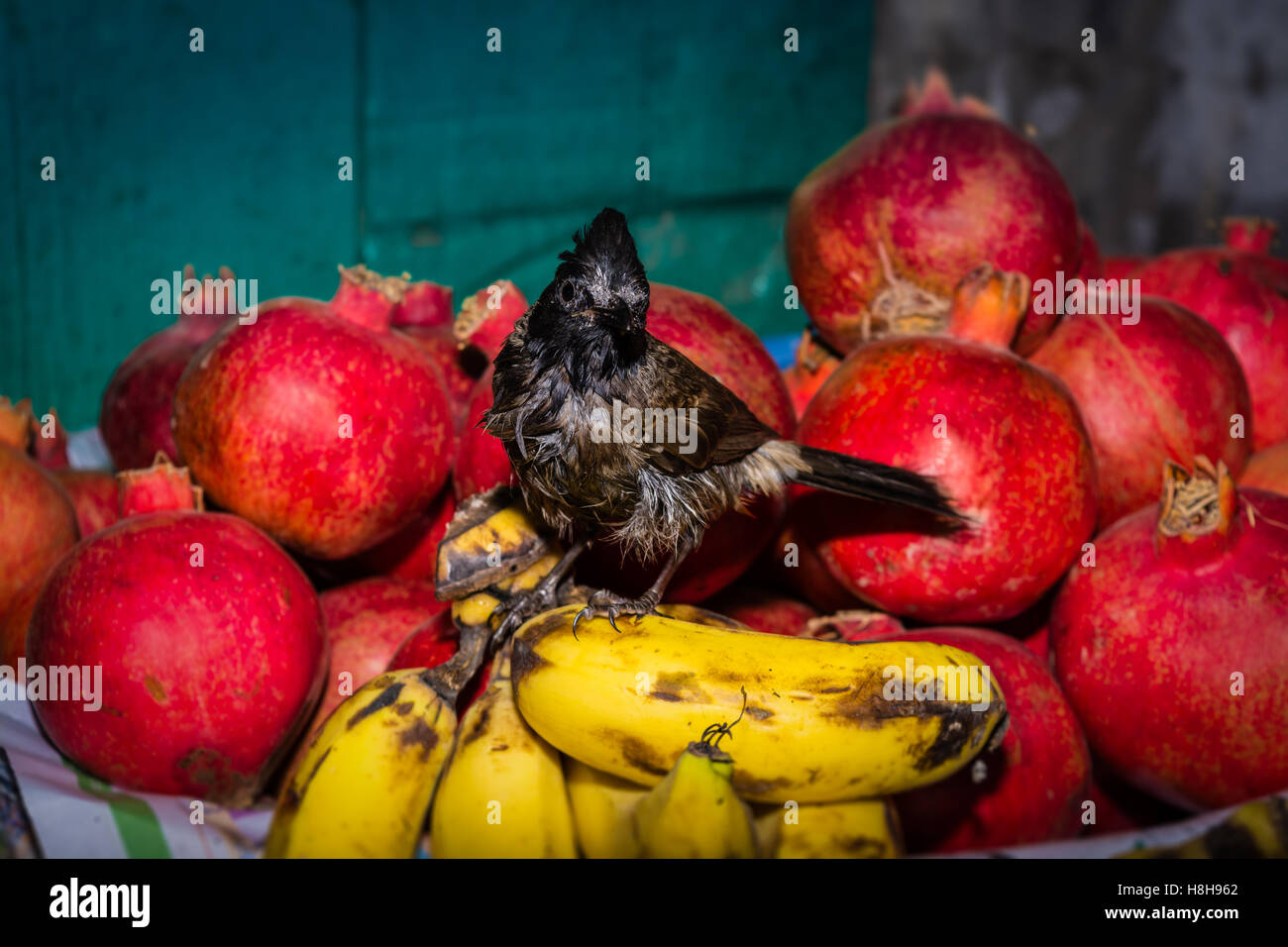 bulbul baby bird, fruit, passerine Passeriformes Family bulbul fruit ...