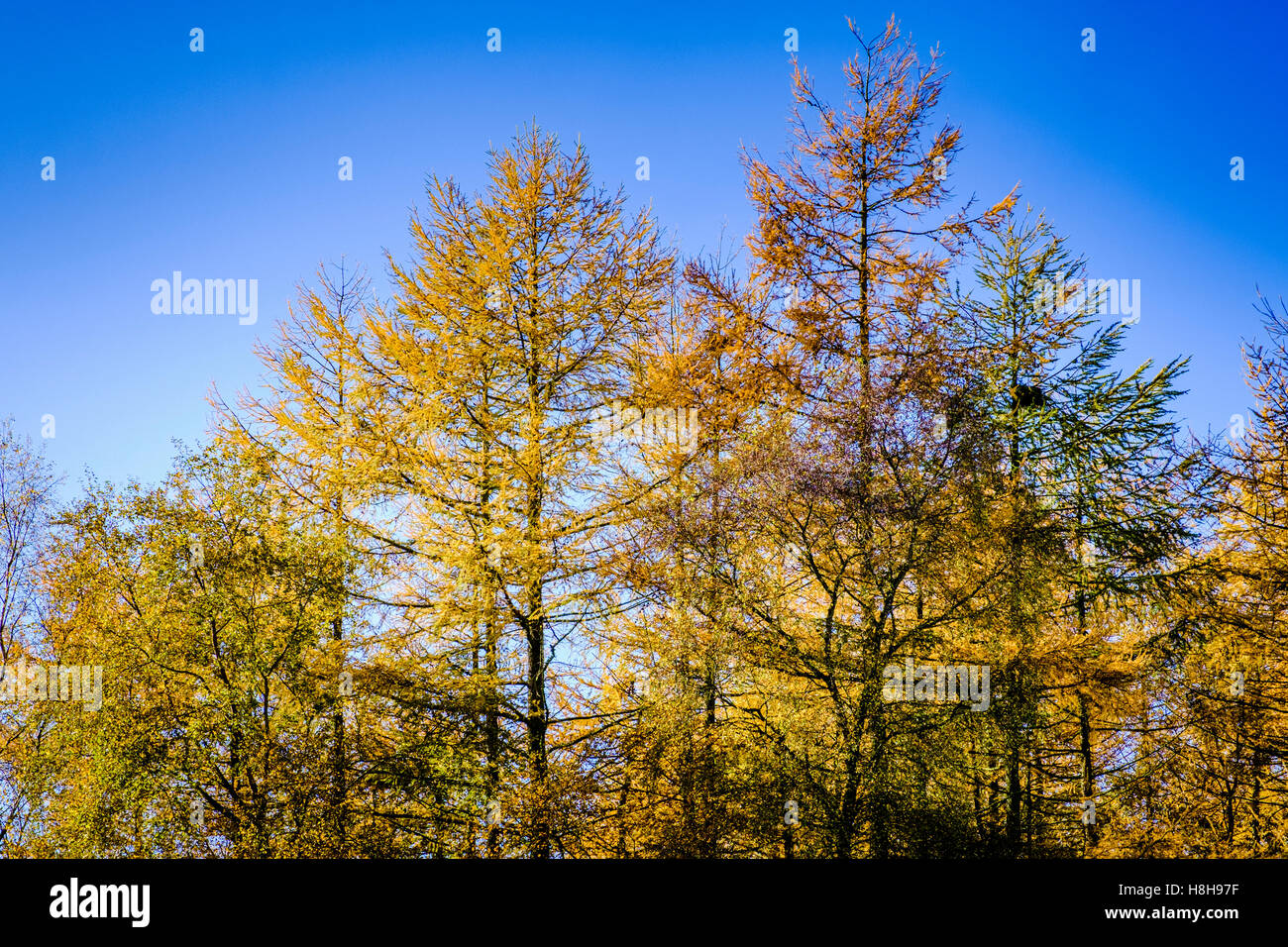 Larch trees in autumn colour Stock Photo - Alamy