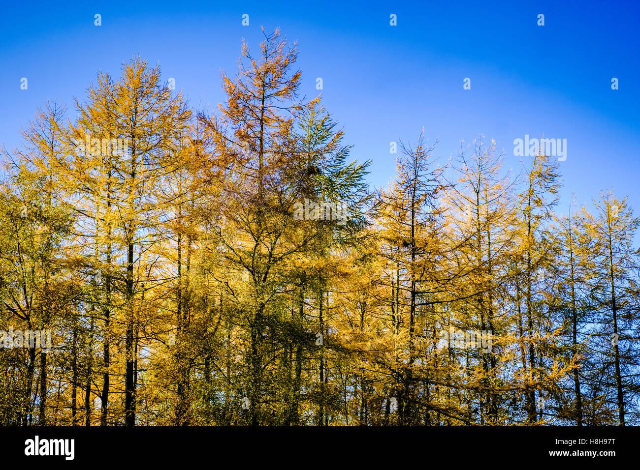 Larch trees in autumn colour Stock Photo - Alamy
