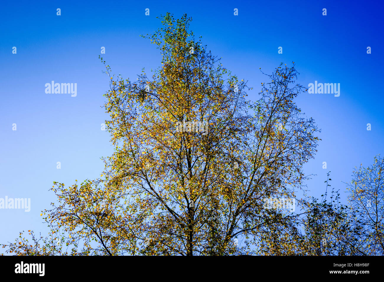 Silver Birch in autumn colour Stock Photo - Alamy