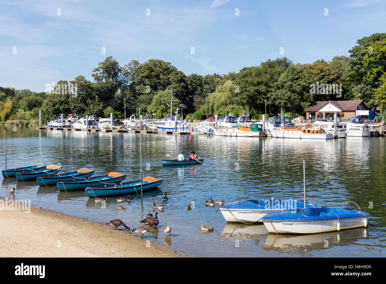 Rowing boats on River Thames from East Molesey, Surrey, England, United ...