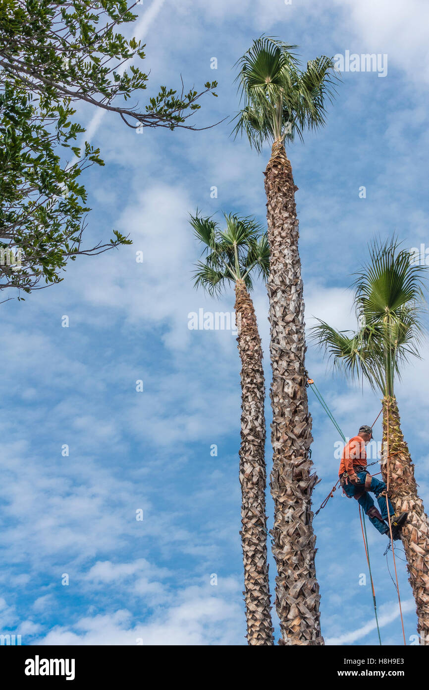 Trimming palms hi-res stock photography and images - Alamy