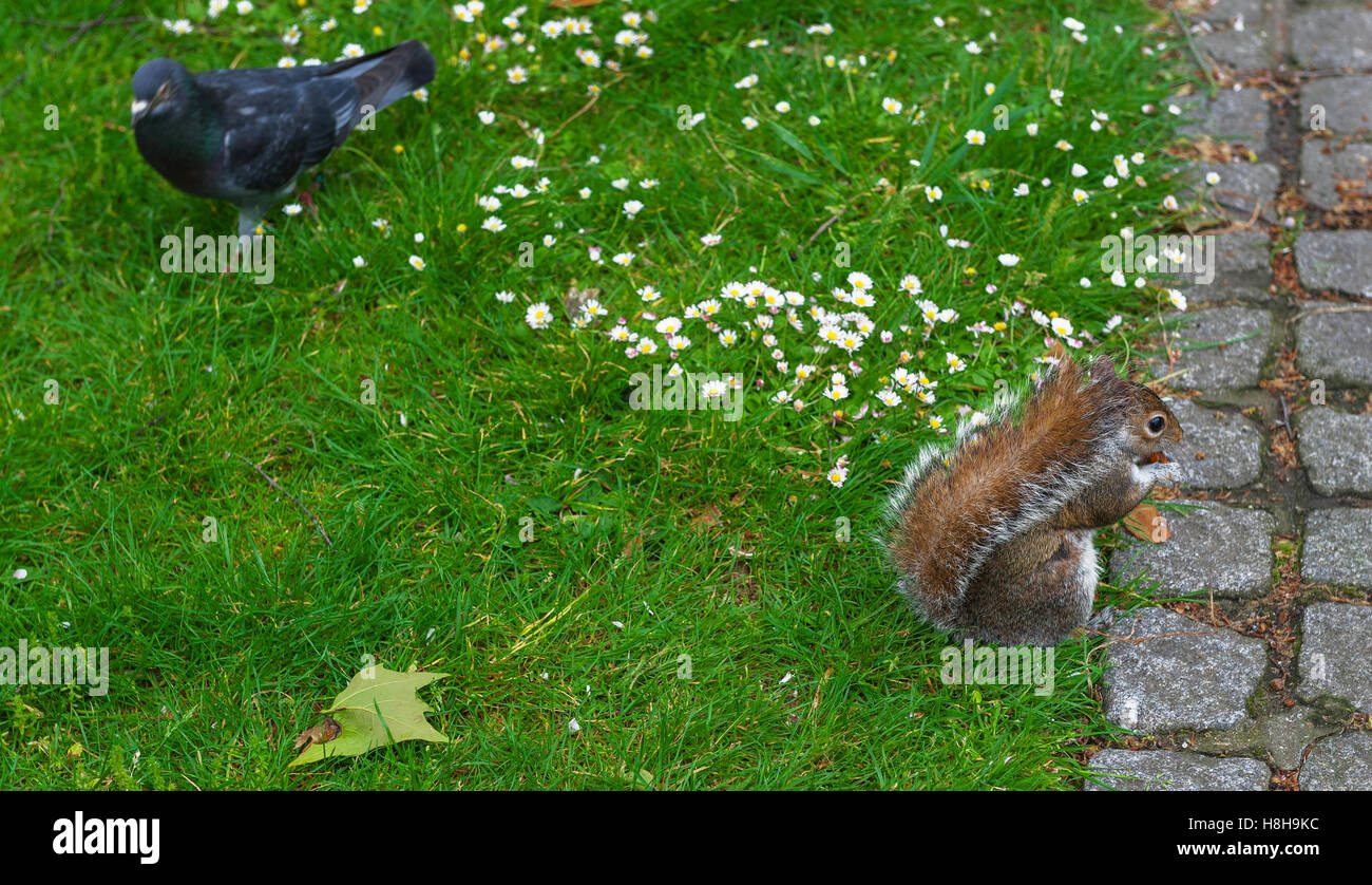 Squirrel and pigeon in the park Stock Photo - Alamy