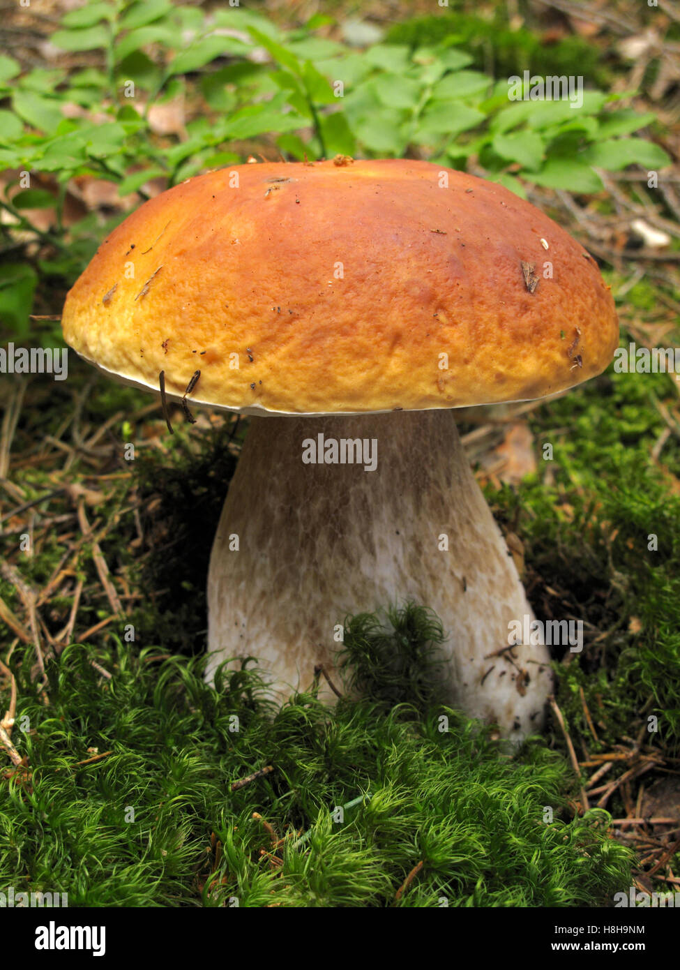 Porcini or King Bolete (Boletus edulis), edible mushroom Stock Photo ...
