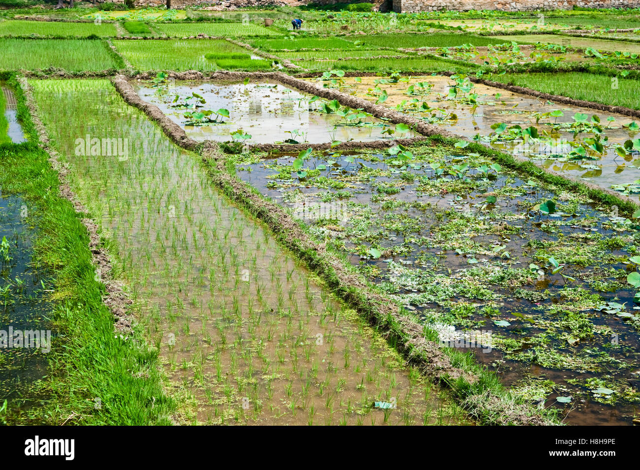 Badly farmed rice field, China, Asia Stock Photo - Alamy
