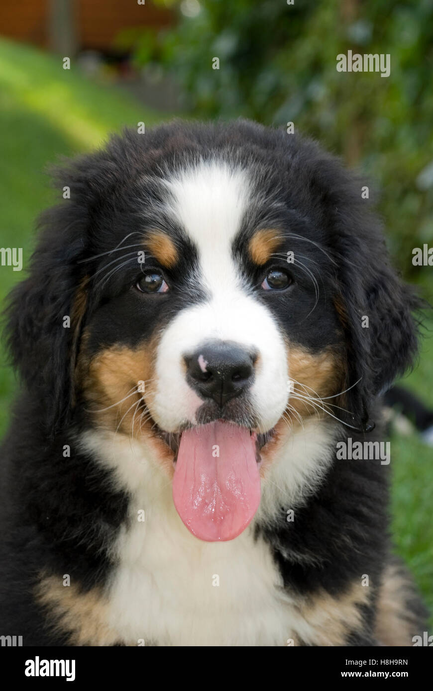Bernese Cattle Dog, puppy Stock Photo - Alamy