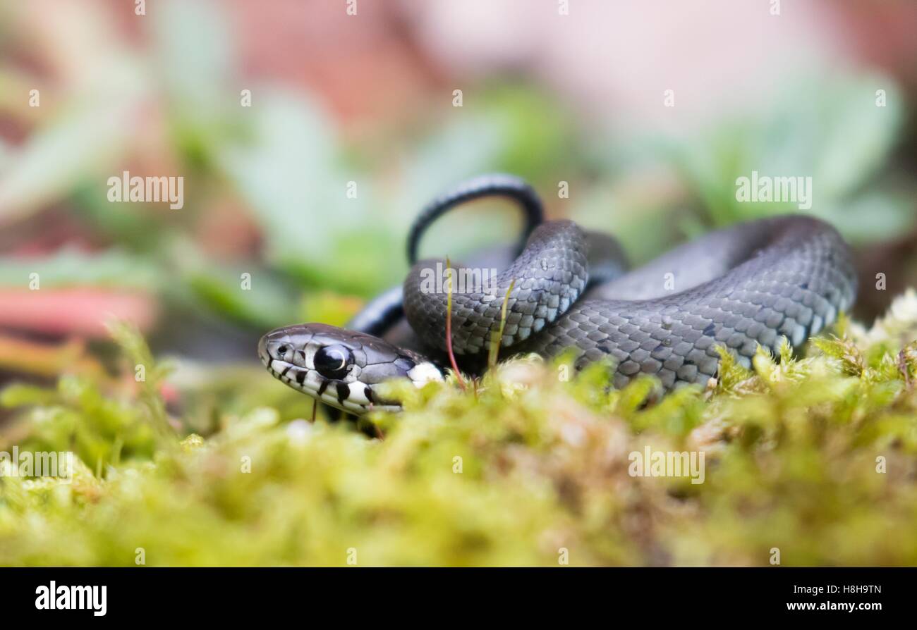 Young grass snake, also ringed or water snake (Natrix natrix) in moss ...