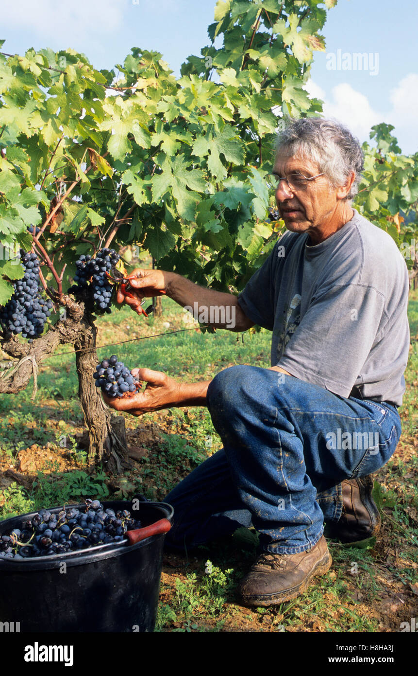 Winemaker harvesting wine in the vineyard, winery, vineyard, wine ...