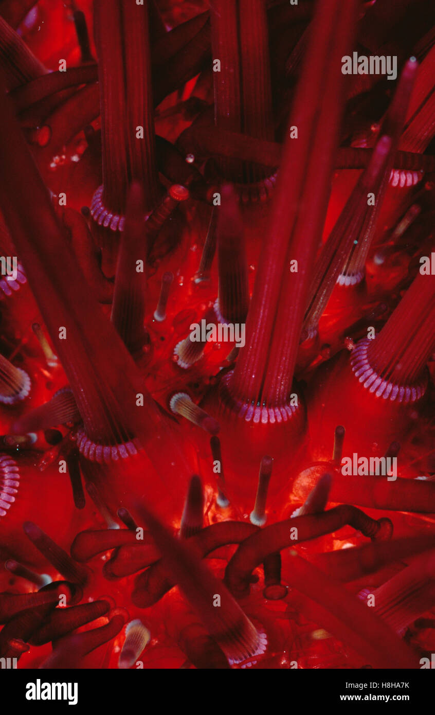 Lividus hi-res stock photography and images - Alamy