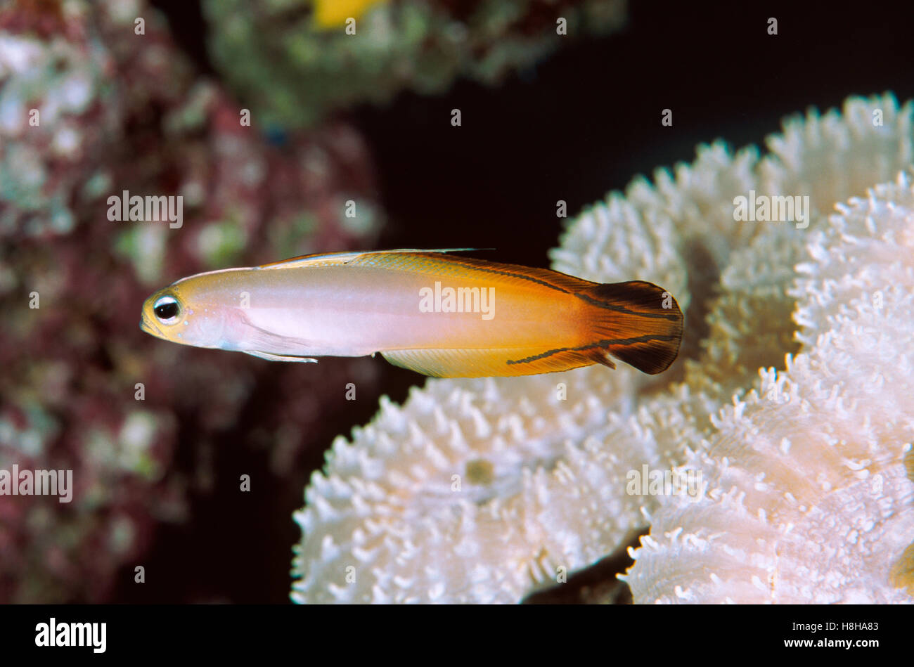 Fire Dartfish (Nemateleotris magnifica Stock Photo - Alamy