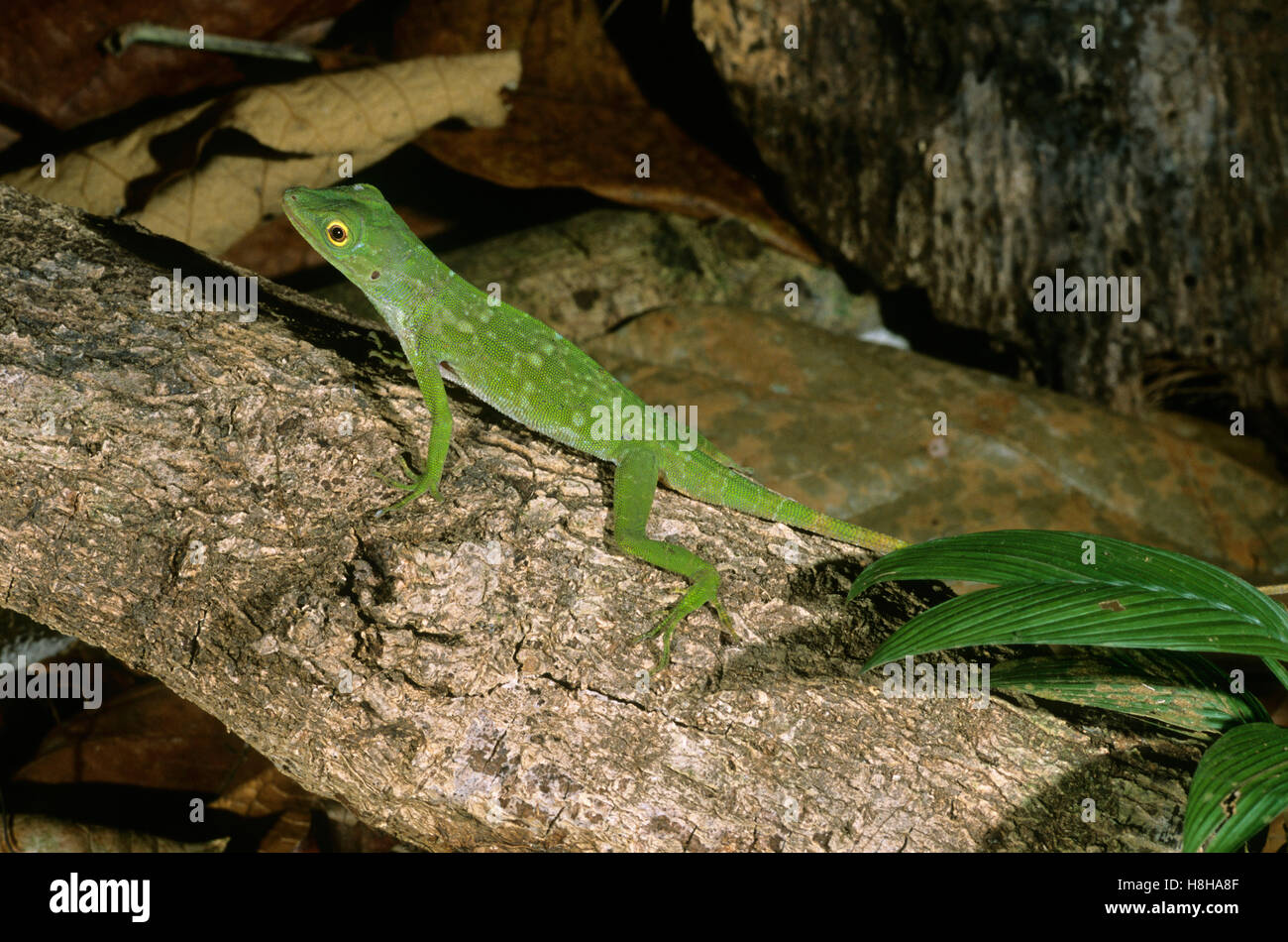 Slender Anole (Norops limifrons), Nicaragua Stock Photo - Alamy