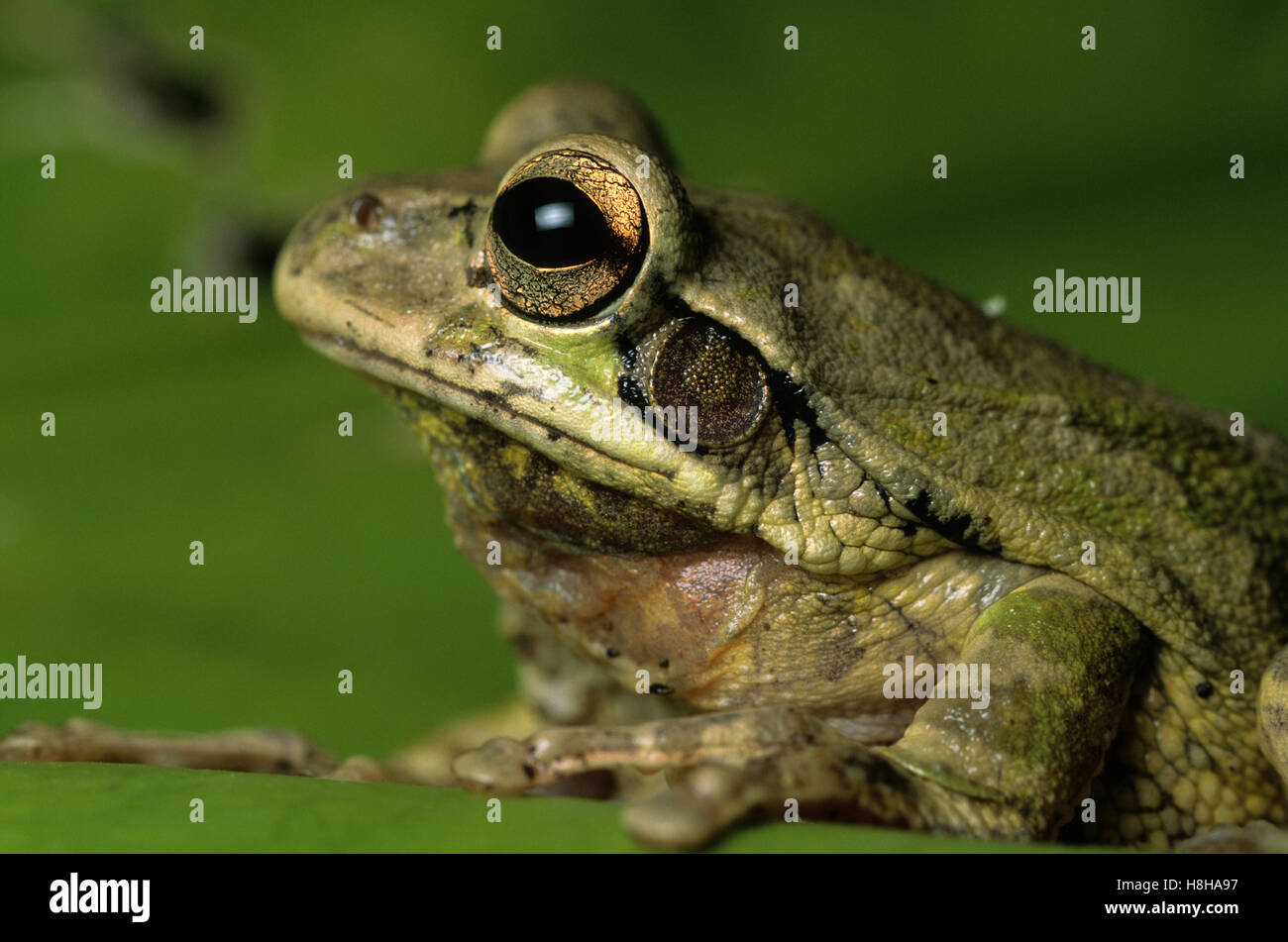 Mexican Tree Frog, Baudin's Tree Frog or Van Vliet s Frog (Smilisca ...