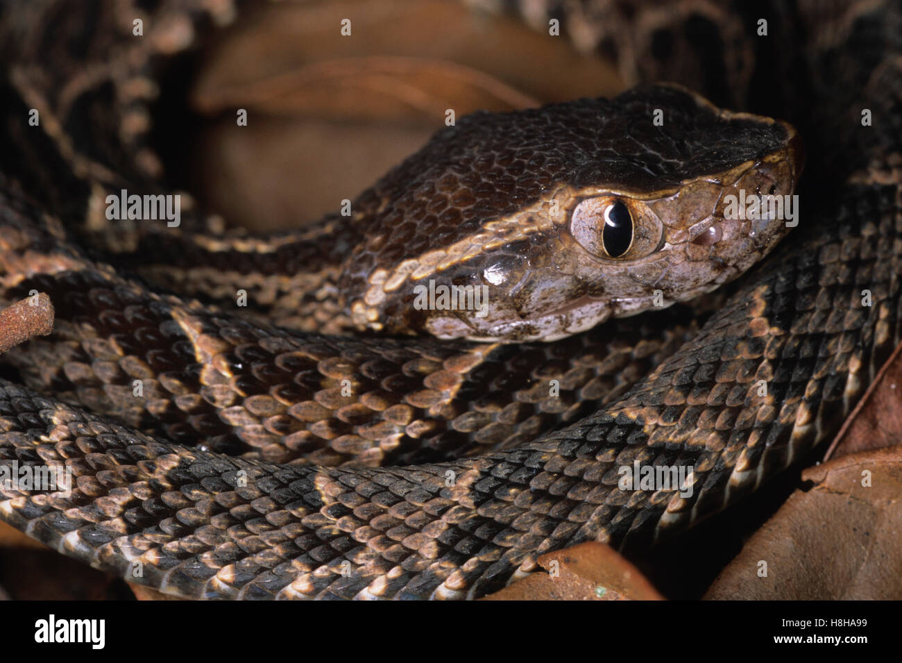 Fer de lance hi-res stock photography and images - Alamy