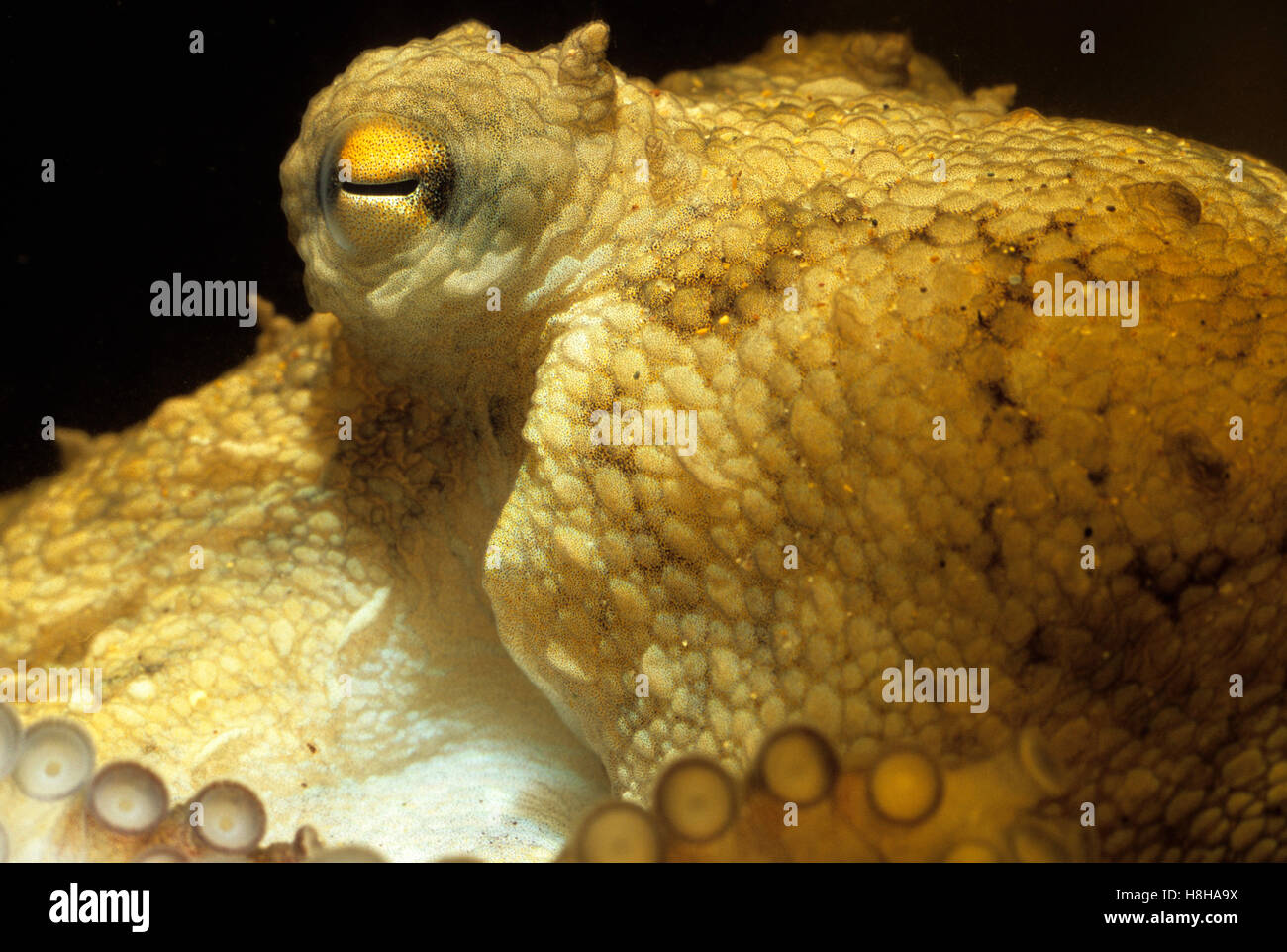 Common octopus (Octopus vulgaris), Morocco Stock Photo - Alamy