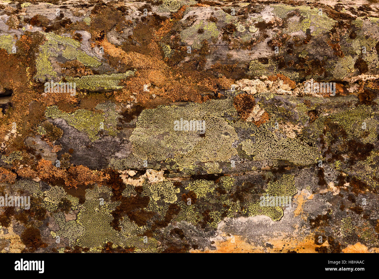 Crusty crustose lichen (Lichen) on a rock, Nordkinn Peninsula, Norway ...
