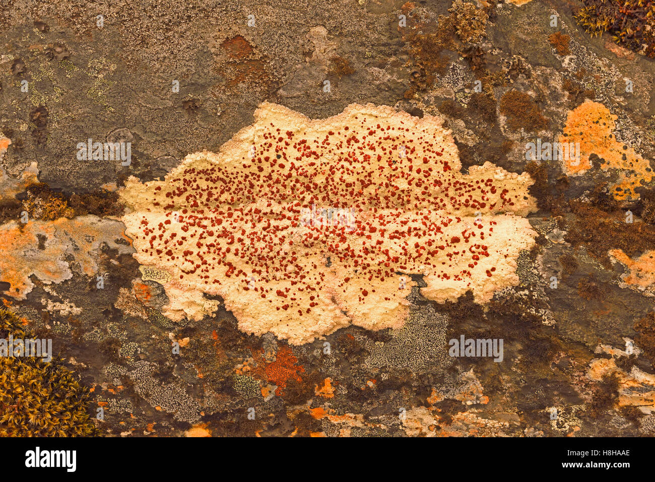 Crusty crustose lichen (Lichen), Nordkinn Peninsula, Norway Stock Photo ...