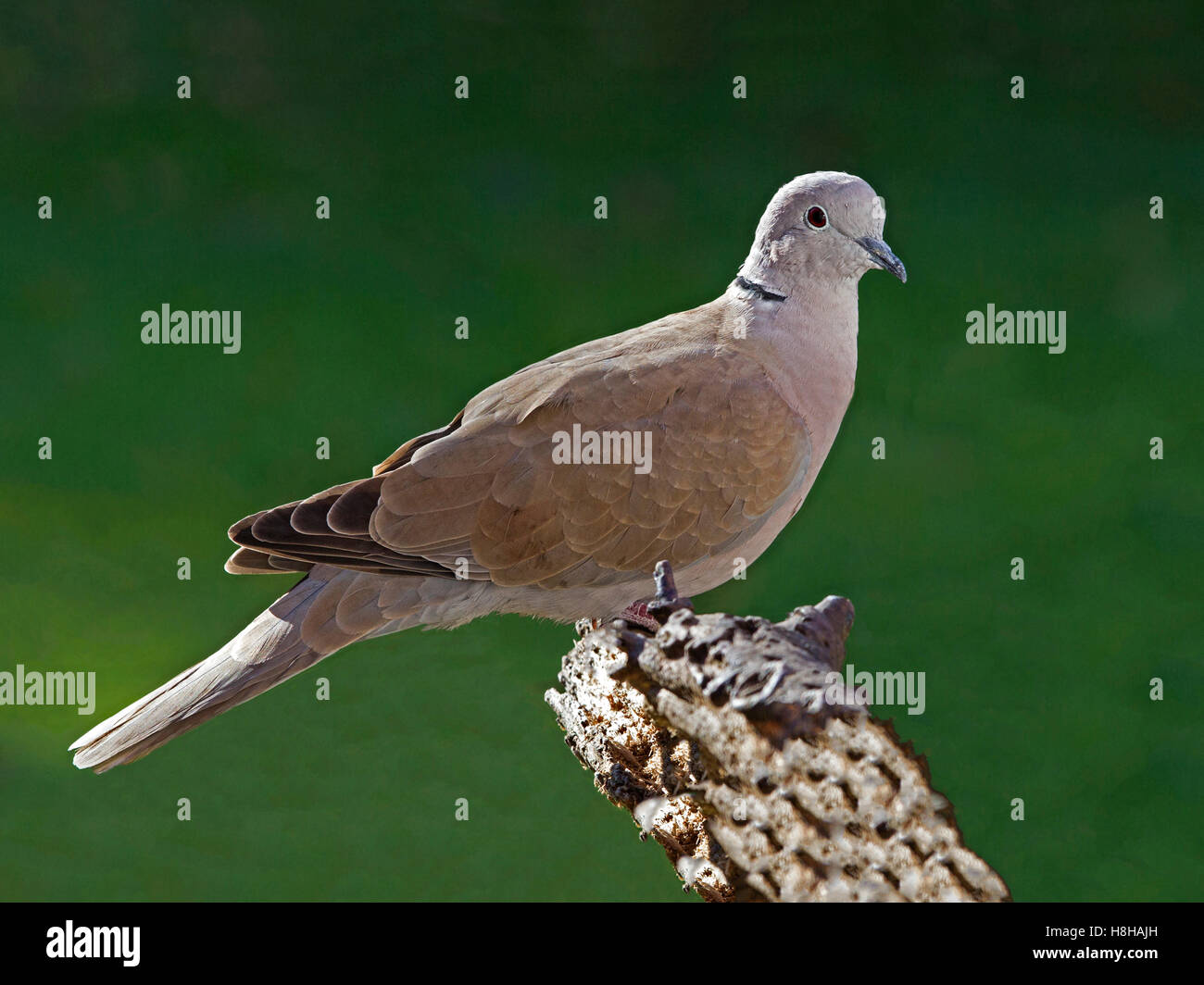 Dove with branch hi-res stock photography and images - Alamy