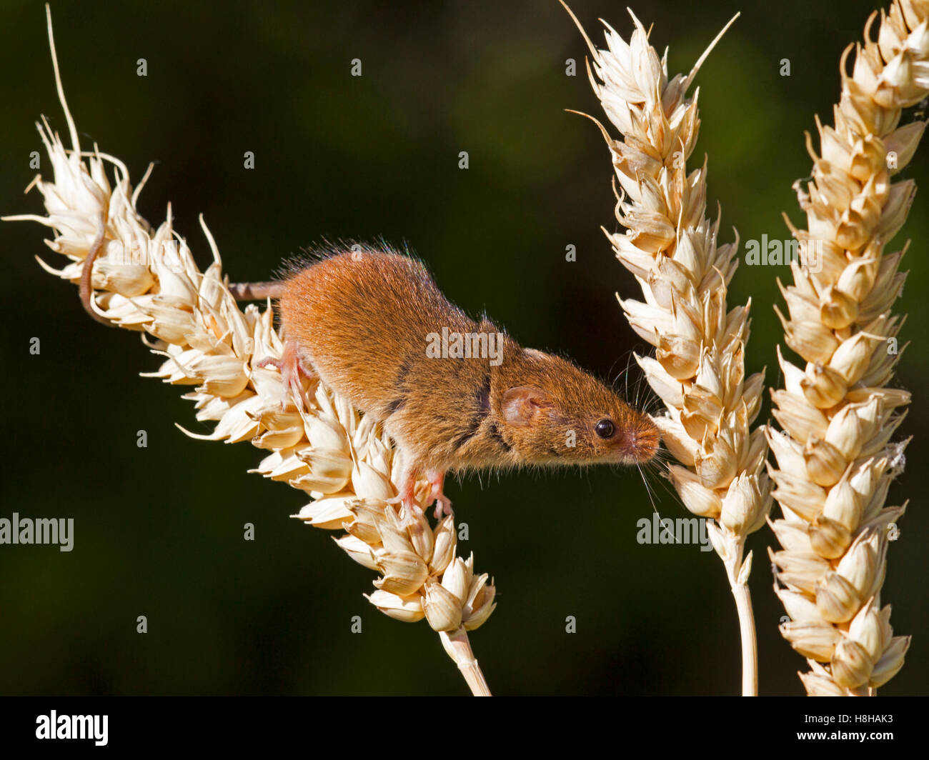 Mouse feeding hi-res stock photography and images - Alamy