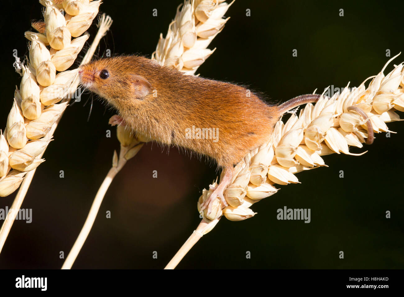 Eurasian harvest mouse feeding on wheat ear Stock Photo - Alamy