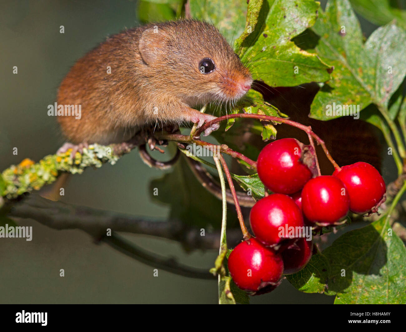 Hawthorn berries hi-res stock photography and images - Alamy