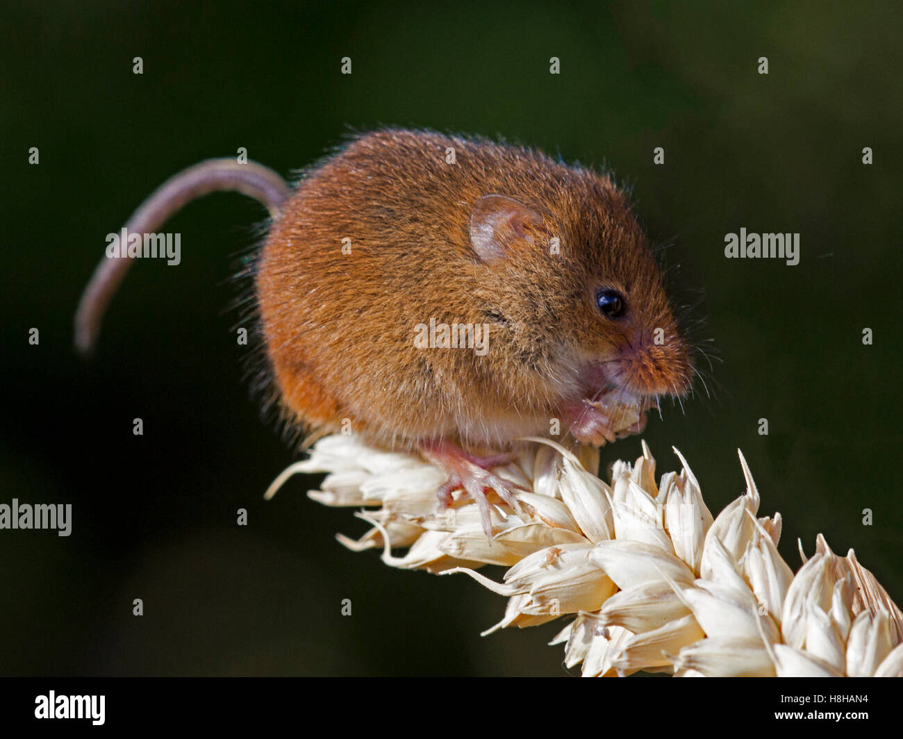 Wheat feeding hi-res stock photography and images - Alamy