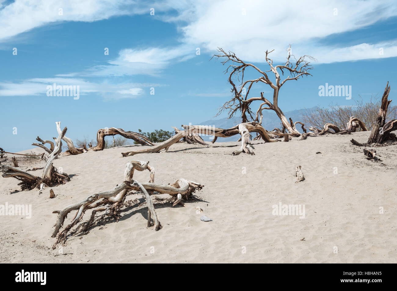 Dead trees in Death Valley National Park, California Stock Photo - Alamy