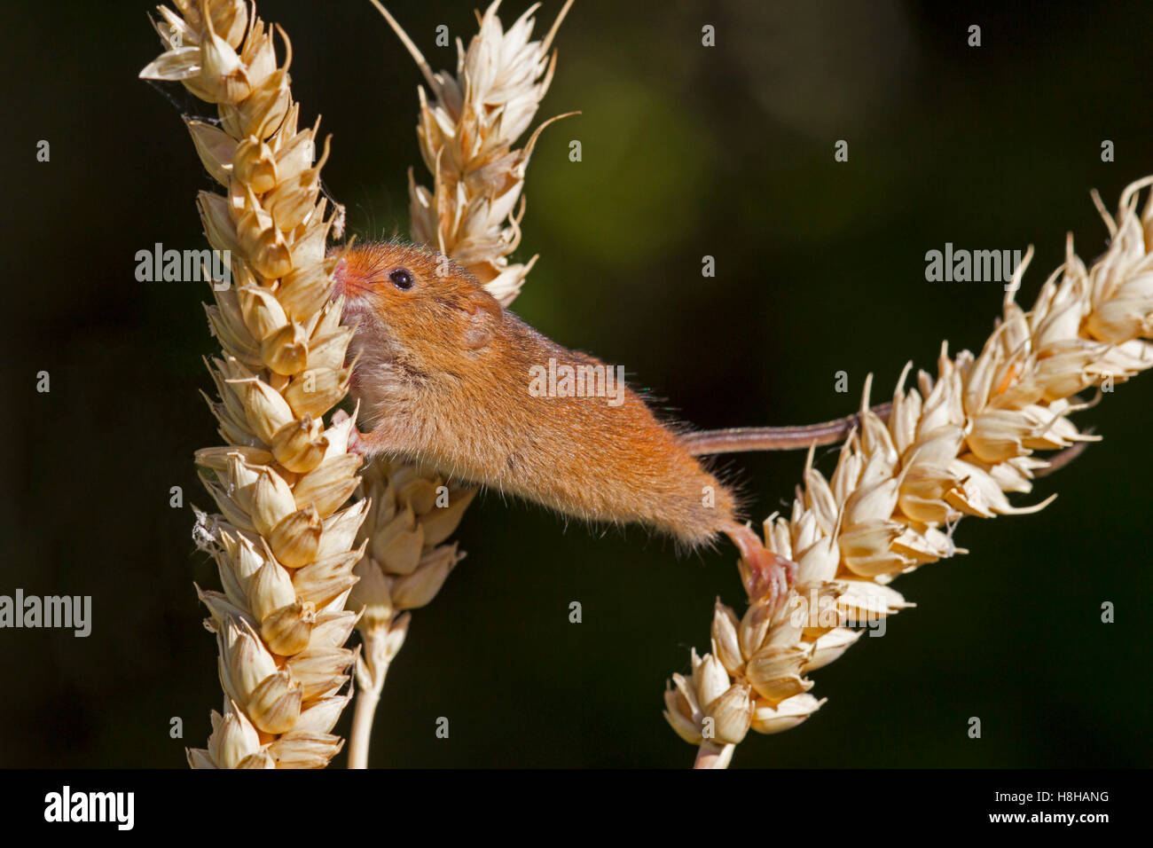 Eurasian harvest mouse on wheat ear Stock Photo - Alamy