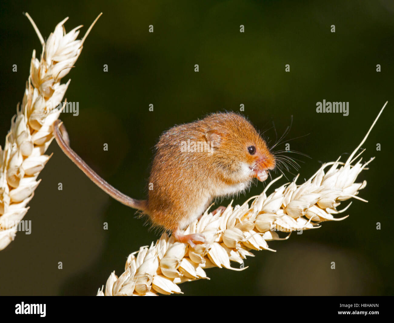 Harvest mouse feeding hi-res stock photography and images - Alamy