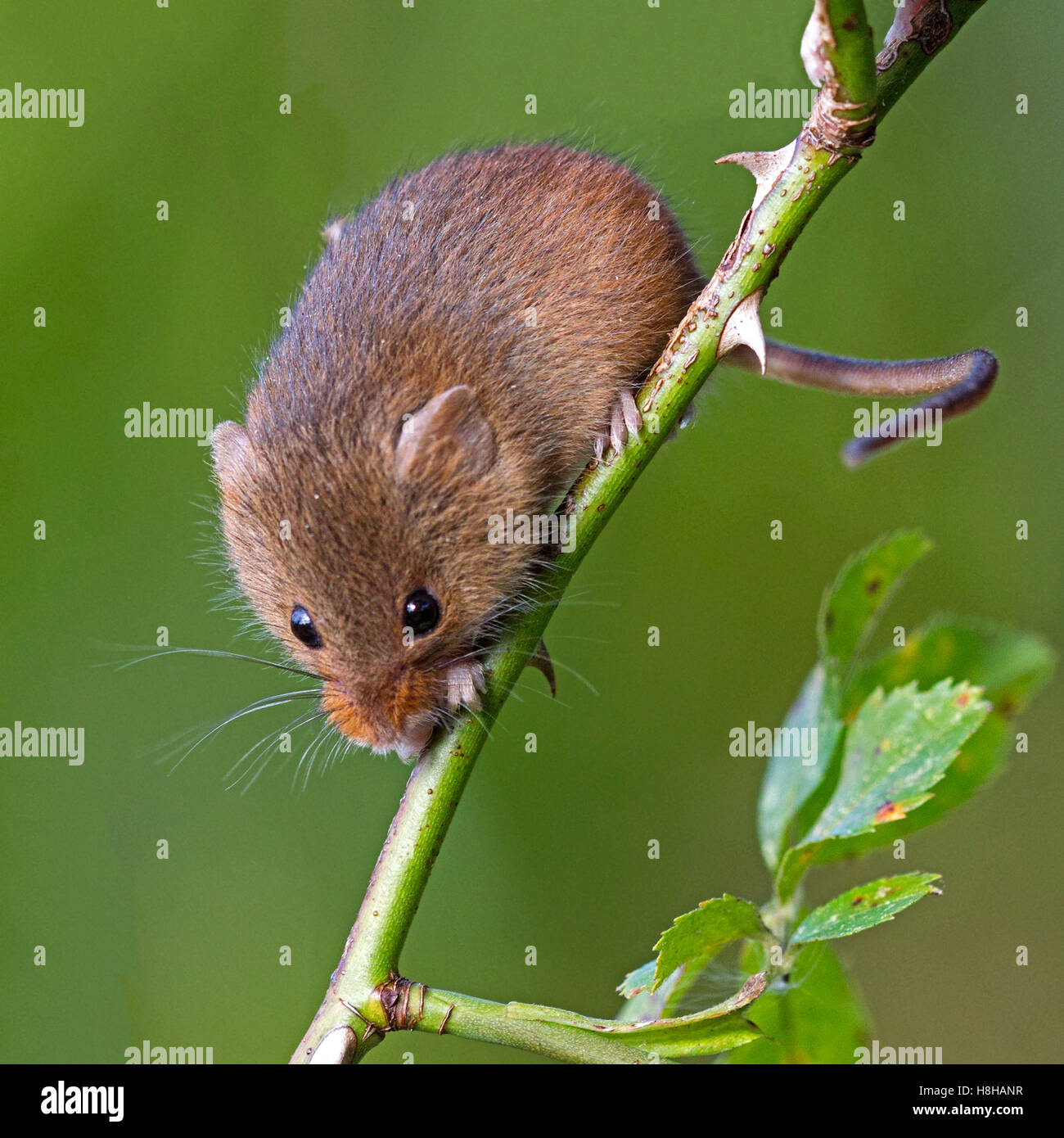 Eurasian harvest mouse on hawthorn branch Stock Photo - Alamy