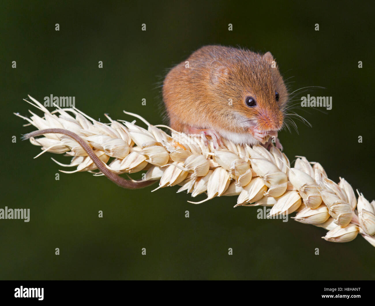 Wheat feeding hi-res stock photography and images - Alamy