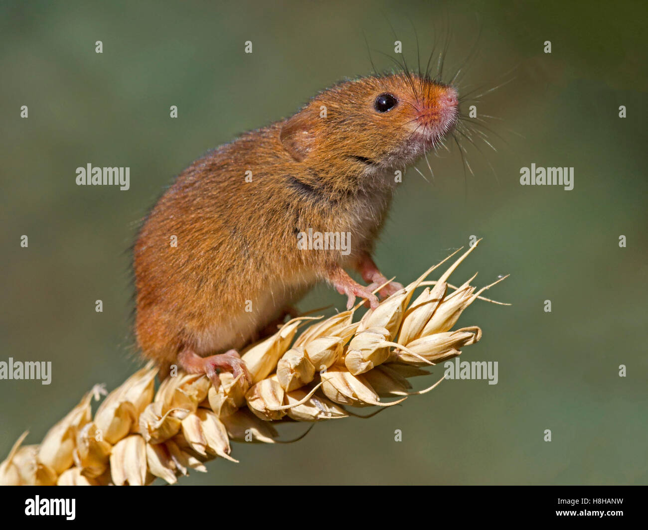Harvest mouse england hi-res stock photography and images - Alamy