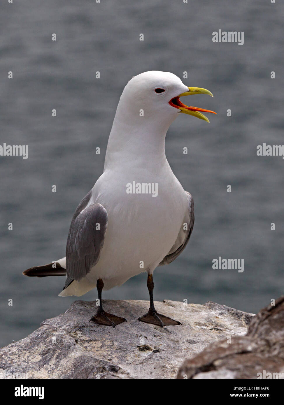 Kittiwake standing on rock, beak open calling Stock Photo - Alamy