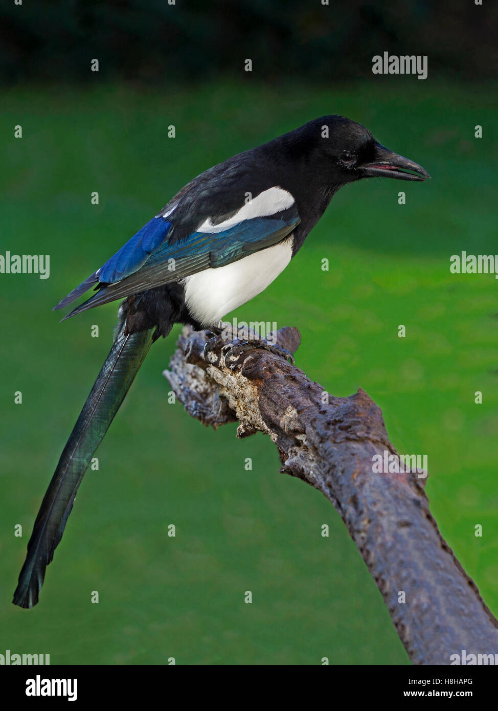 European magpie hi-res stock photography and images - Alamy