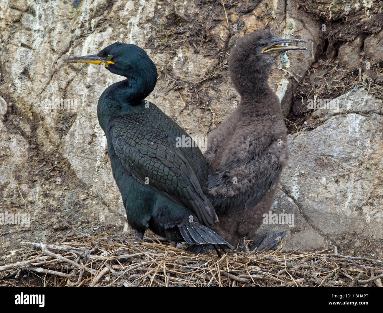 Adult shag hi-res stock photography and images - Alamy