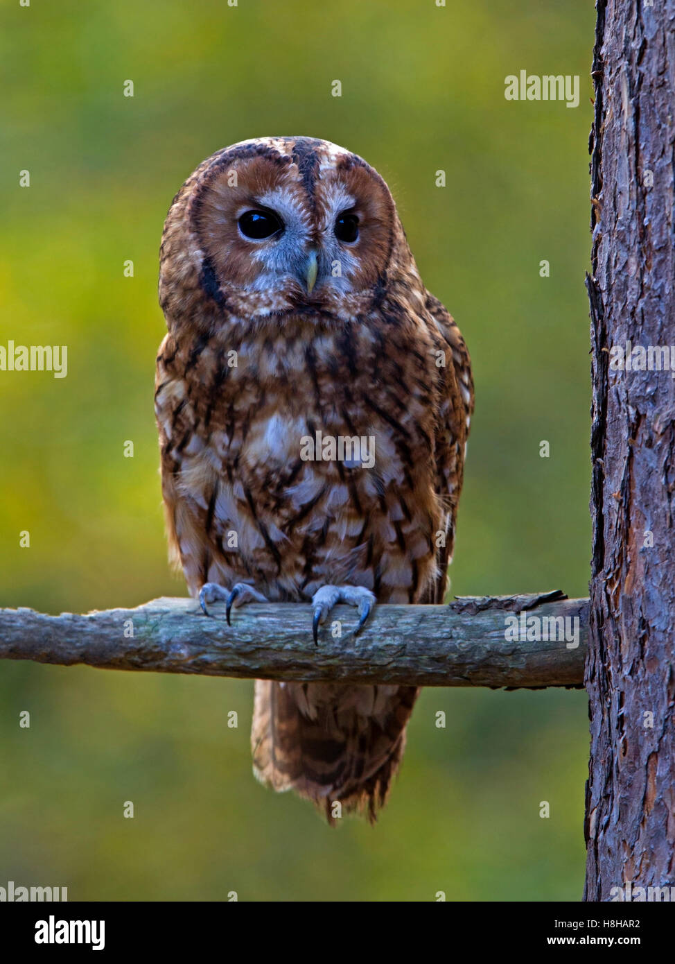 Tawny owl perched in tree Stock Photo - Alamy