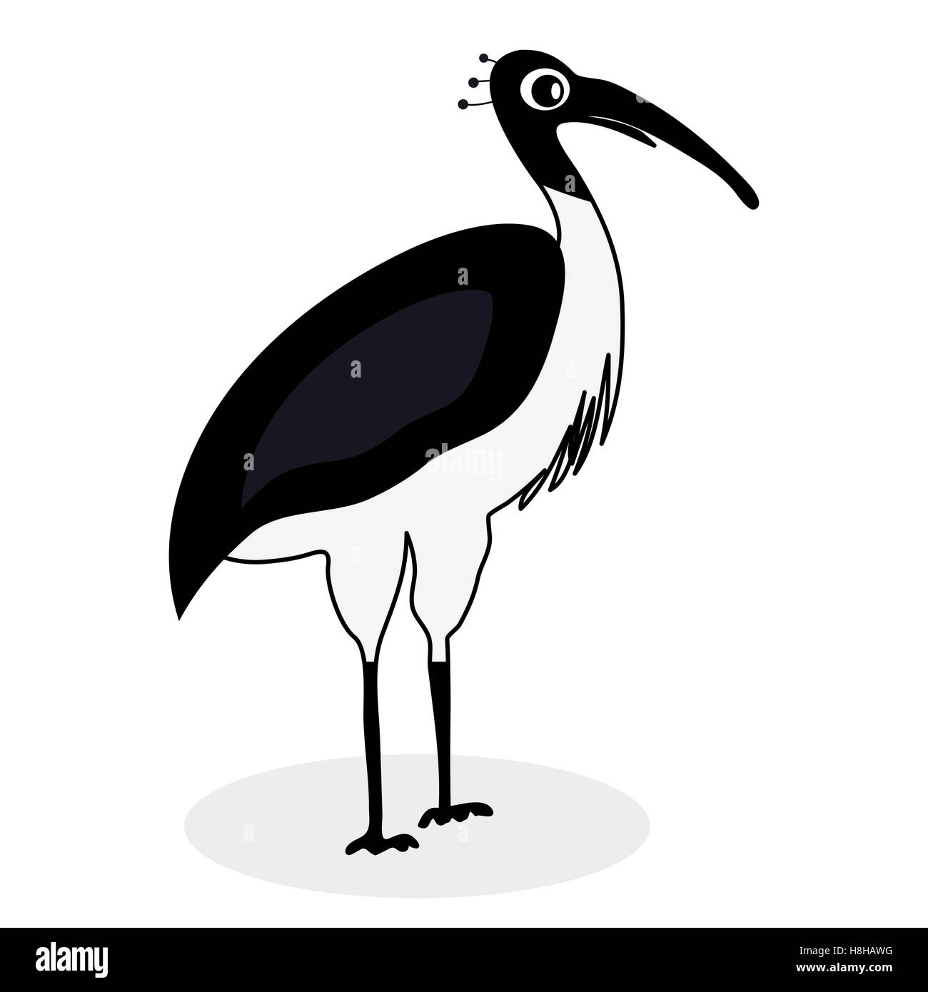 Ibis black white bird. Ibis bird and white ibis, vector illustration ...