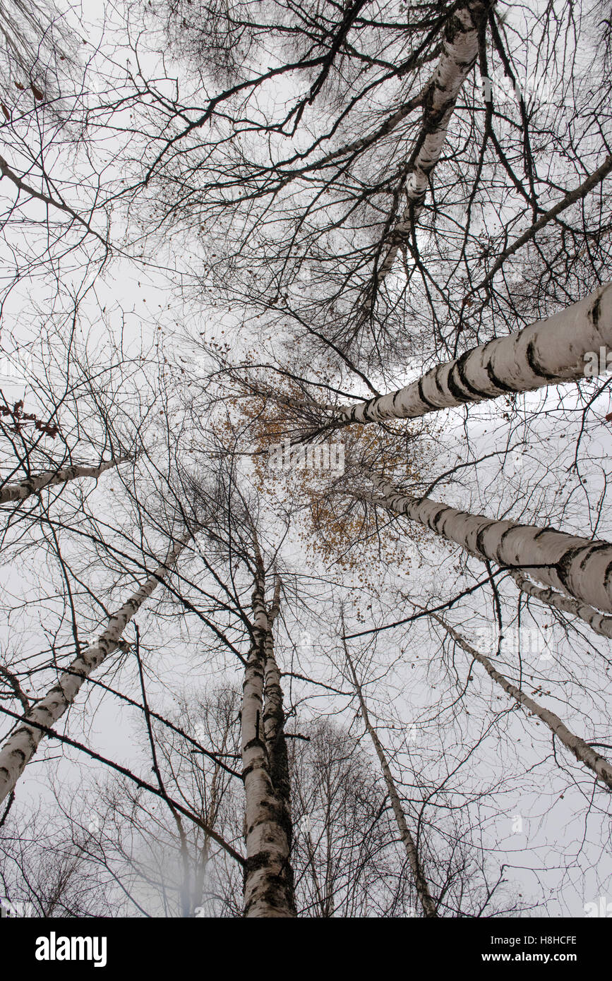 Mixed birch and pine forest in the north of Sweden showing silver birch ...
