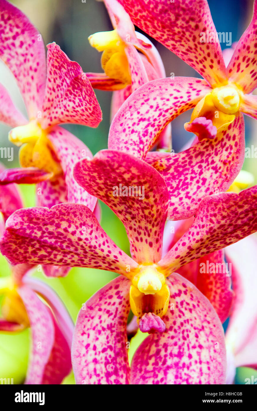 Orchid of philippines hi-res stock photography and images - Alamy
