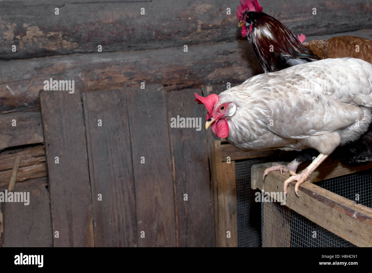 Hen And Rooster Stock Photo - Alamy
