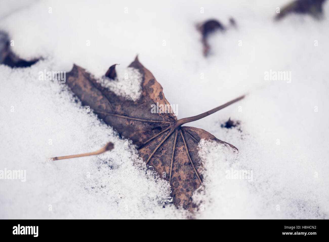 Concept leaf hi-res stock photography and images - Alamy