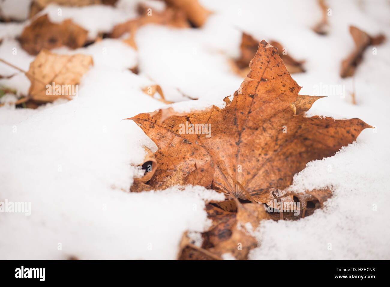 Fallen leaf in the snow / winter concept Stock Photo - Alamy