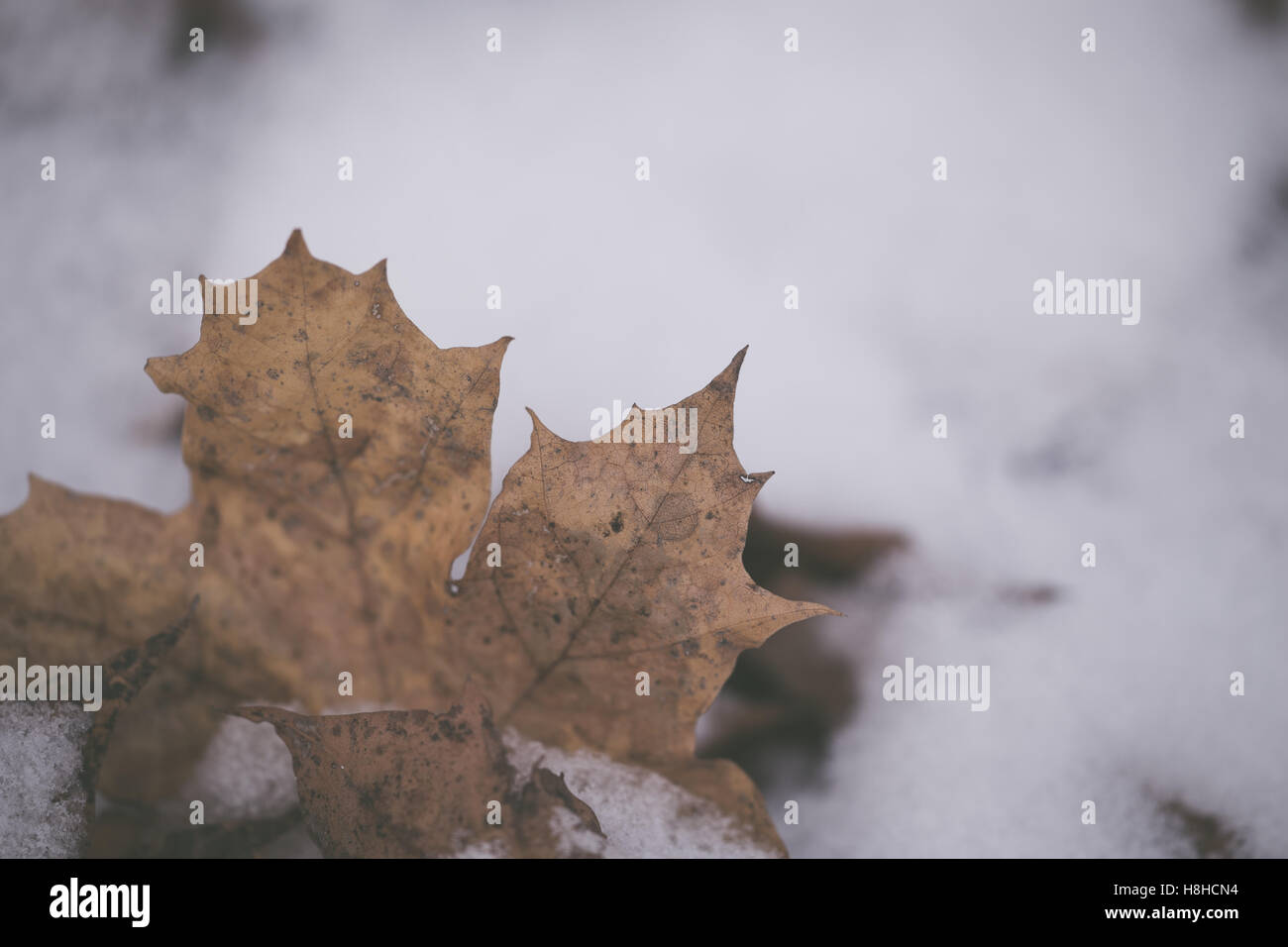 Fallen leaf in the snow / winter concept Stock Photo - Alamy