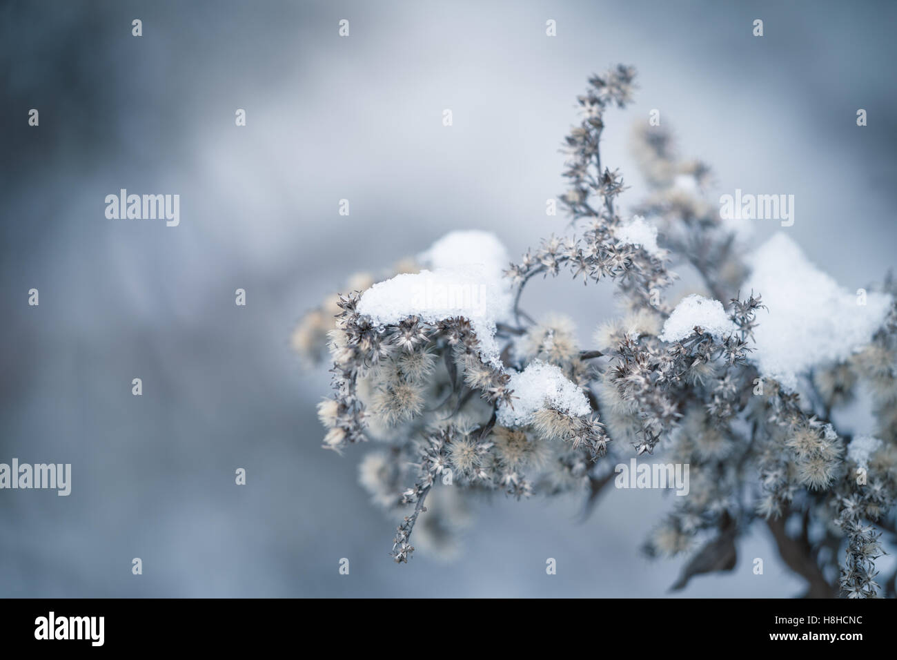 Plants in winter / macro background Stock Photo - Alamy