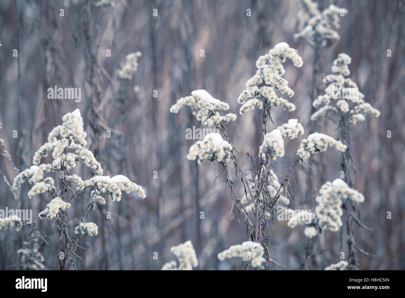 Plants in winter / macro background Stock Photo - Alamy