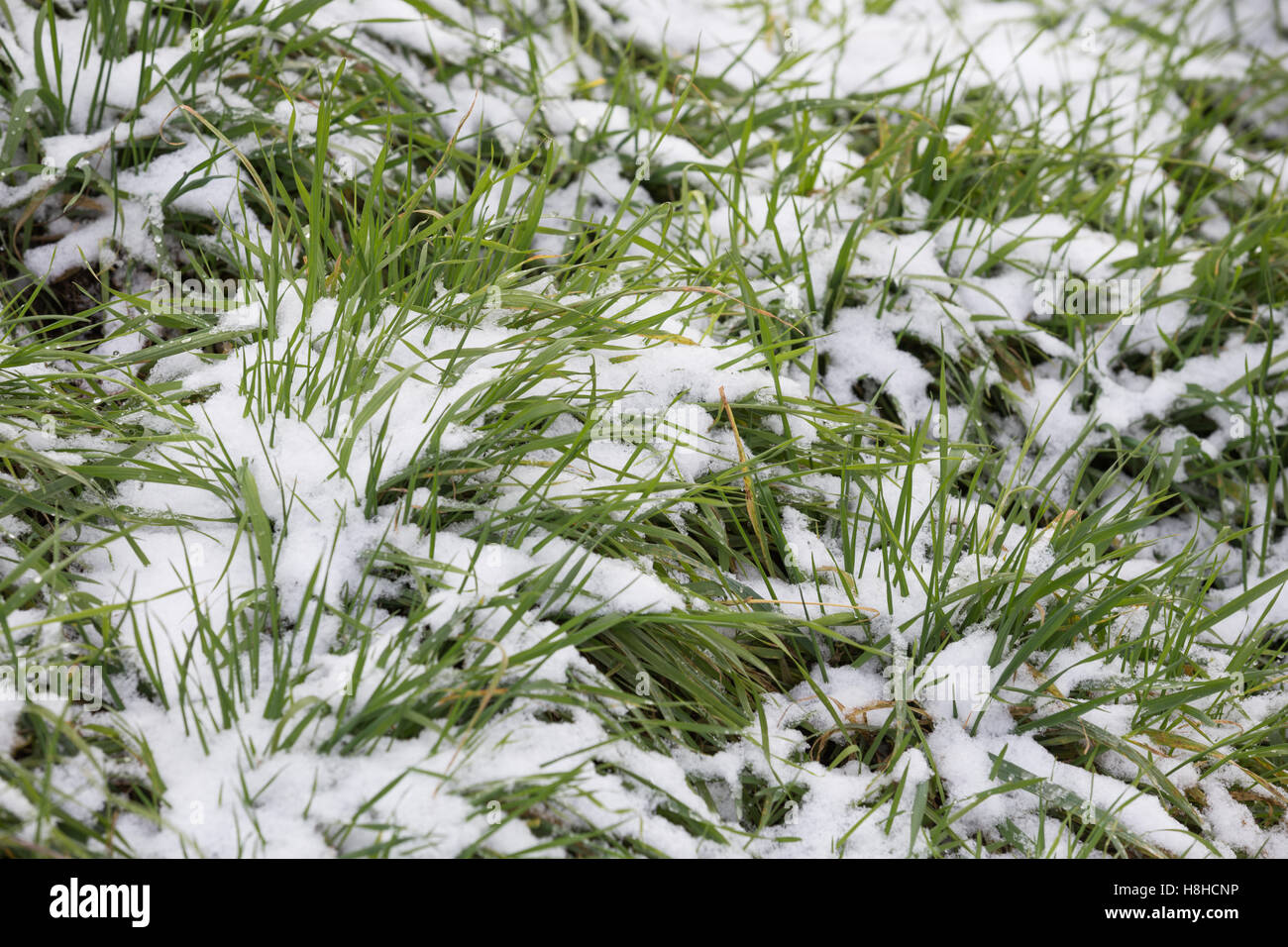 Grass in the snow Stock Photo - Alamy