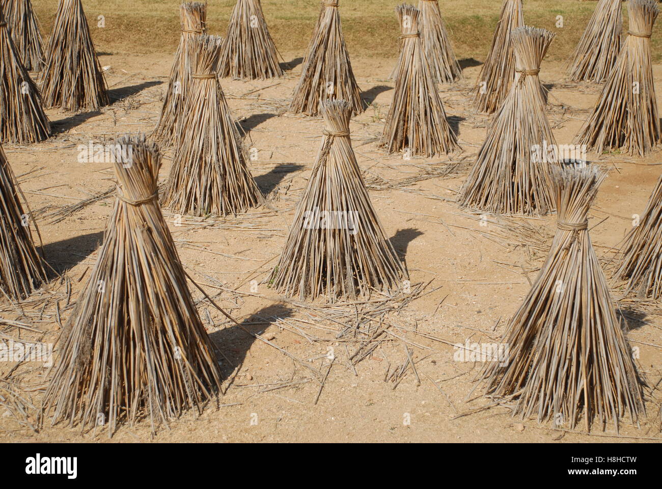 Rushy High Resolution Stock Photography and Images - Alamy