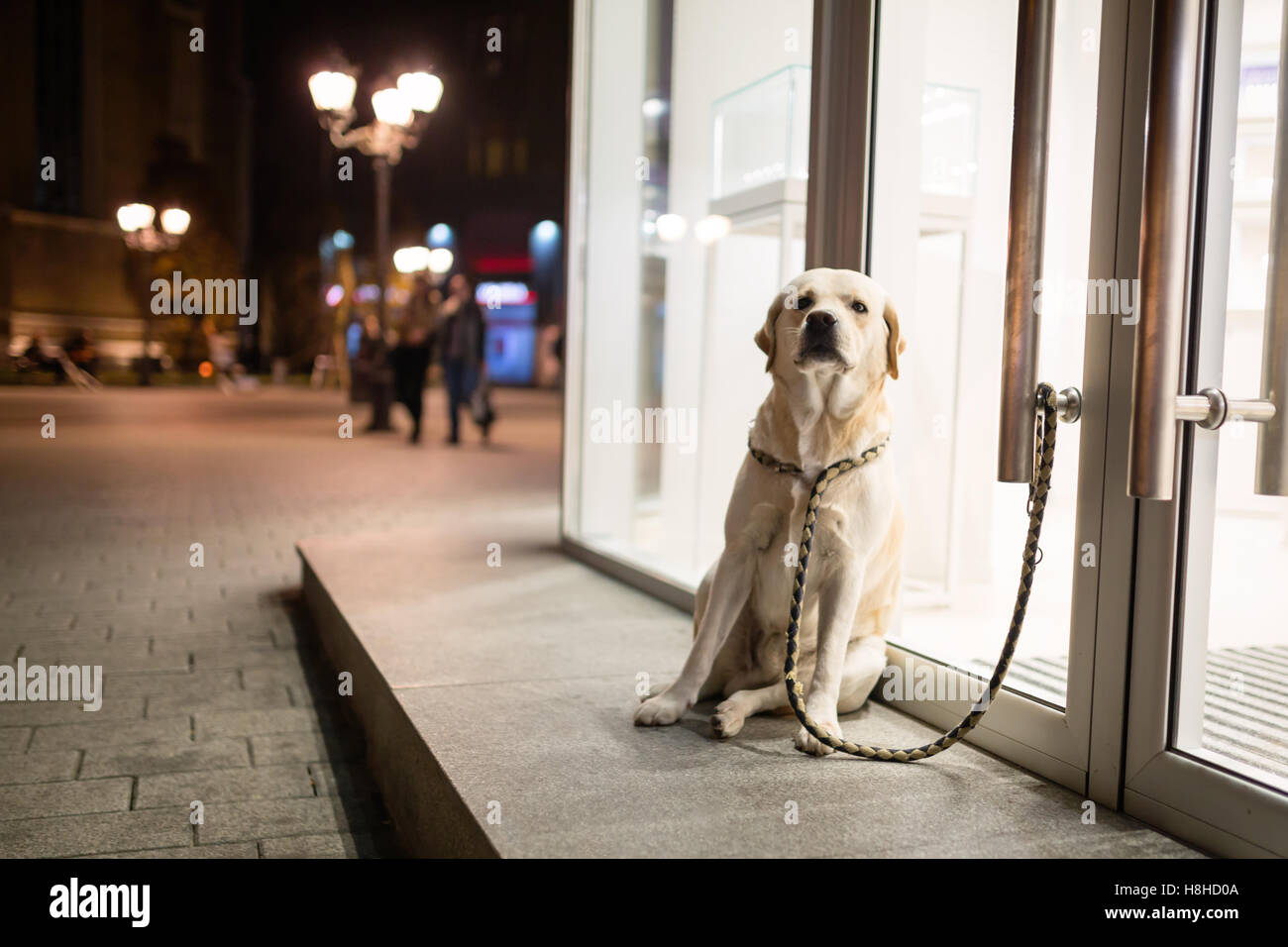 Cute obedient dog waiting for owner to come outside Stock Photo - Alamy